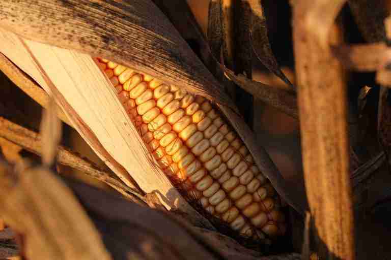Traditional Paraguay Food: 10 Best Dishes You Must Try